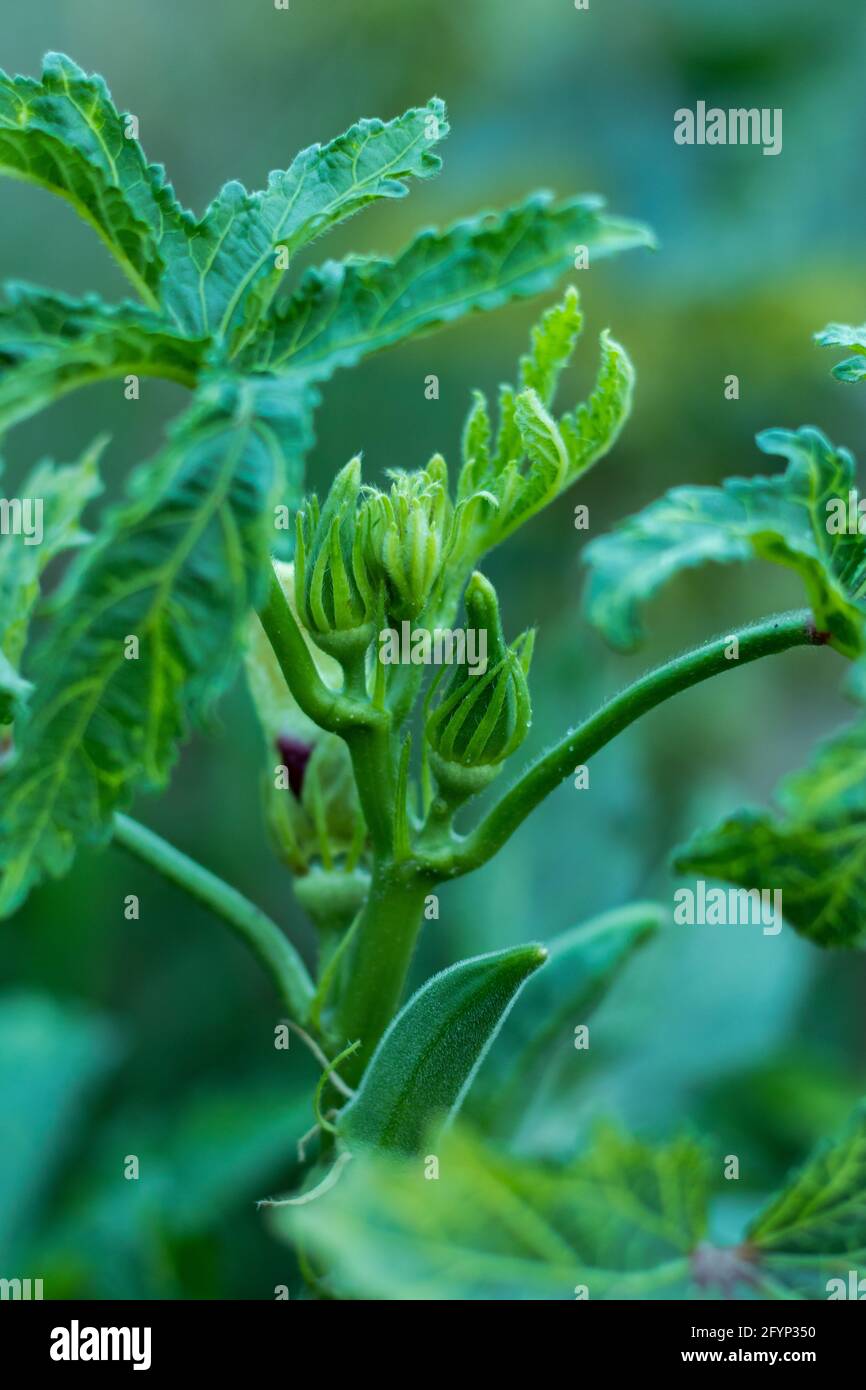 Bangla flower hi-res stock photography and images - Alamy