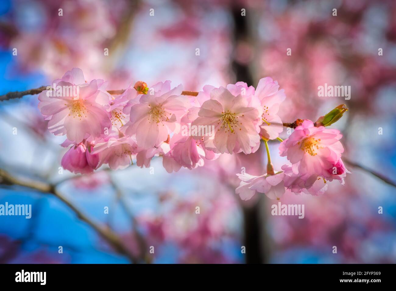 Closeup of pink cherry blossoms Stock Photo - Alamy