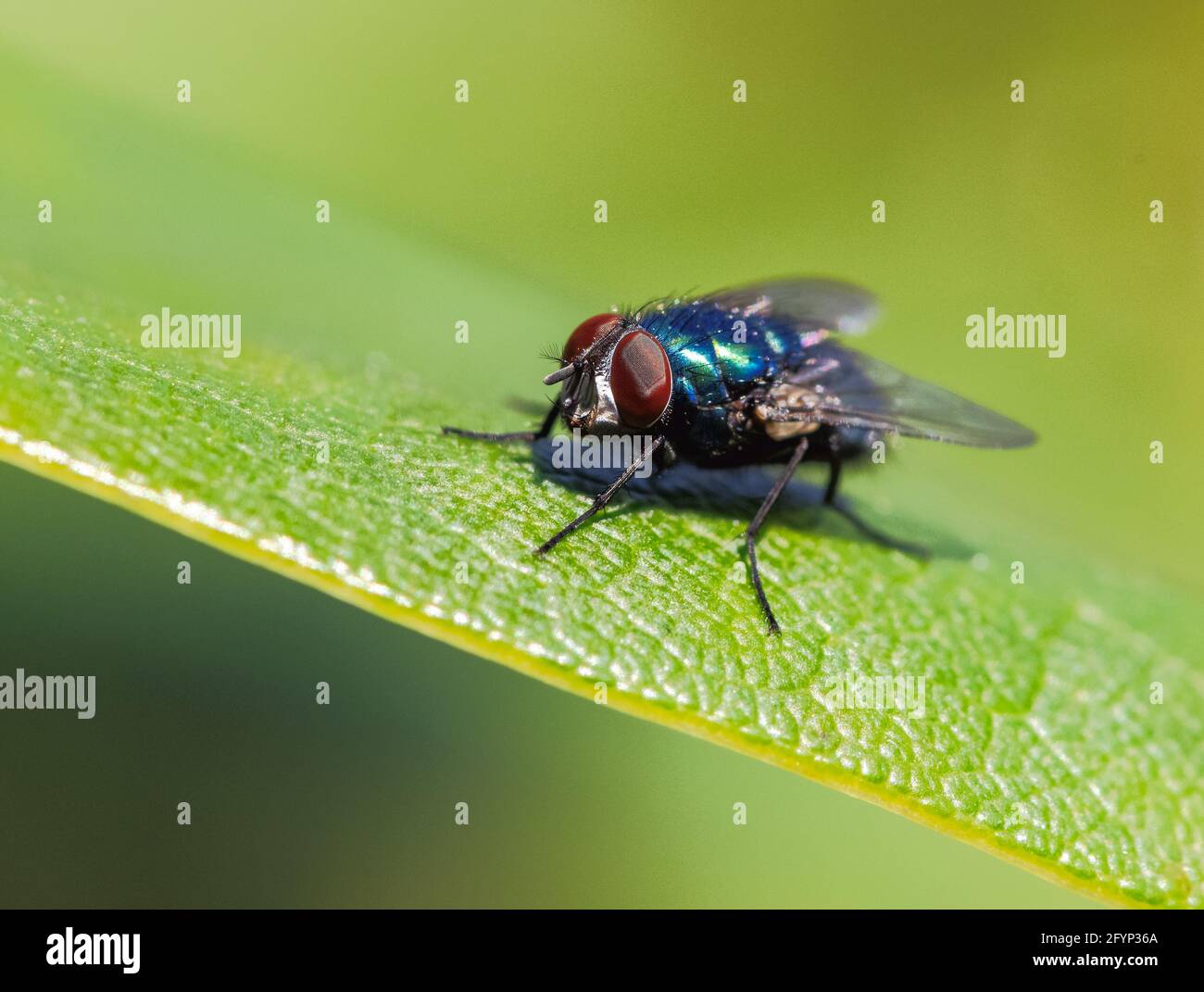 Meat fly hi-res stock photography and images - Alamy