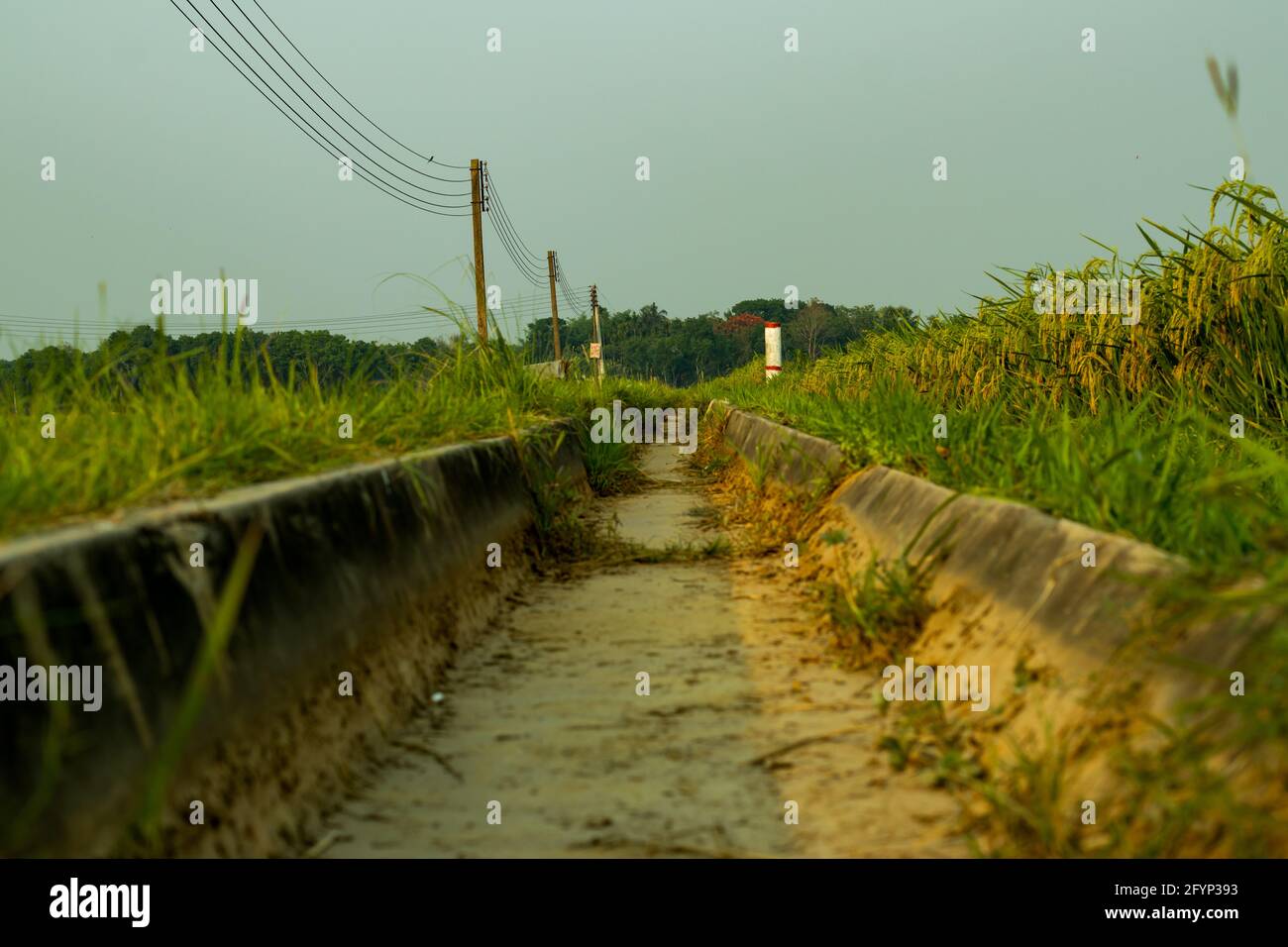 Water lines have been made with bricks for irrigation of huge paddy ...