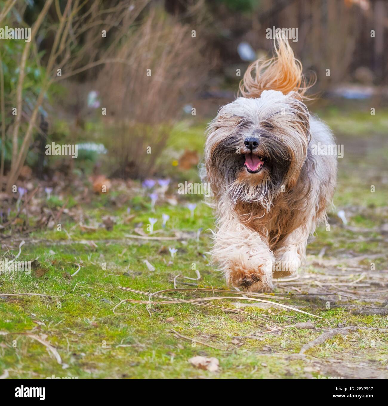 A Small Long Haired Dog Originating In Tibet