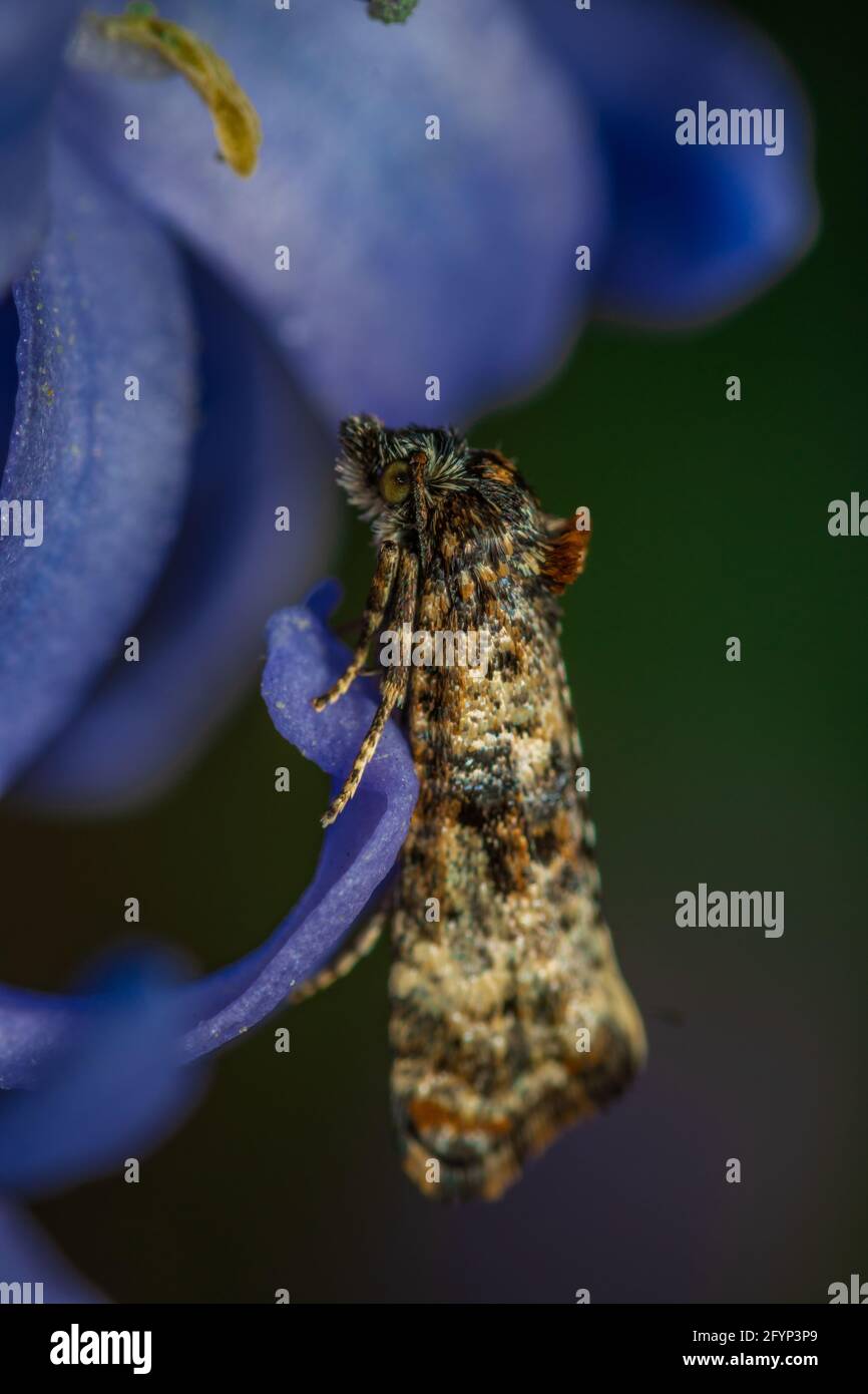 Flower garden pest hi-res stock photography and images - Alamy