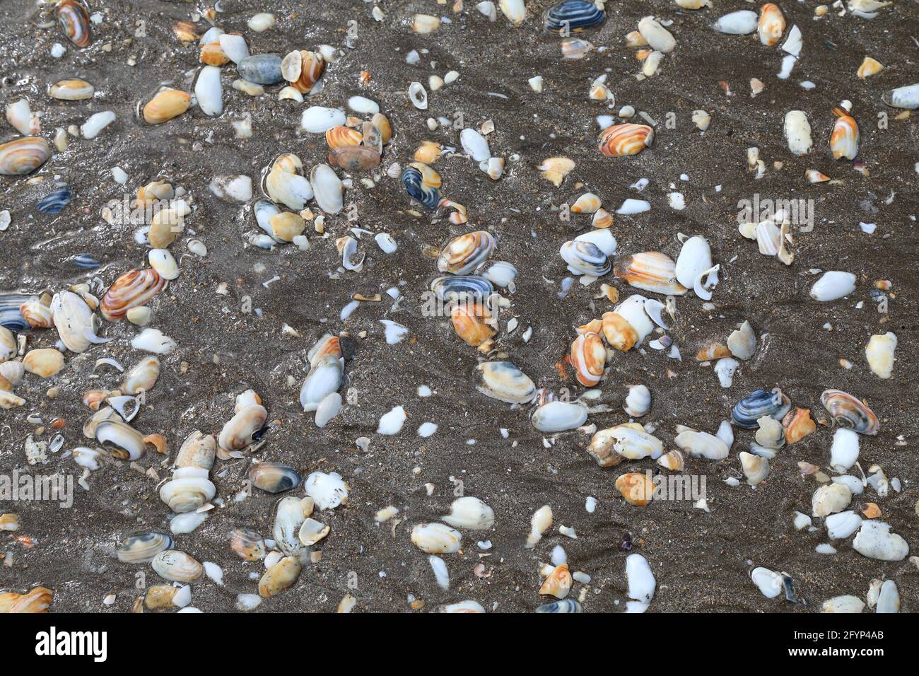 Muscheln / Shells Stock Photo - Alamy
