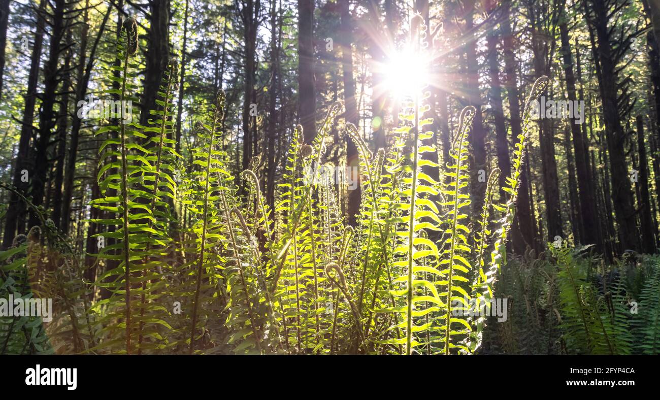Ferns in canadian forest hi-res stock photography and images - Alamy