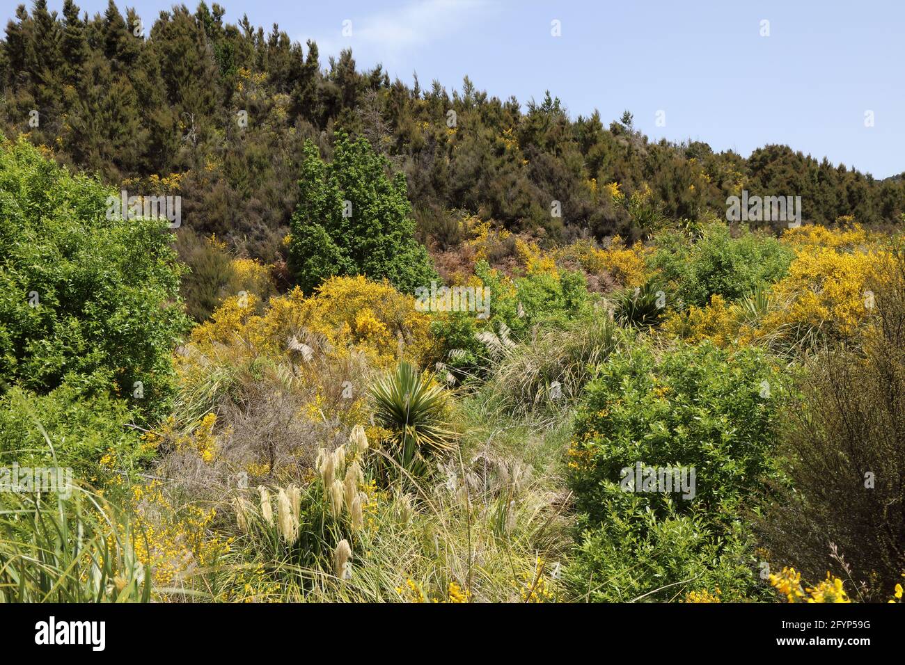 Kaweka forest park hi-res stock photography and images - Alamy