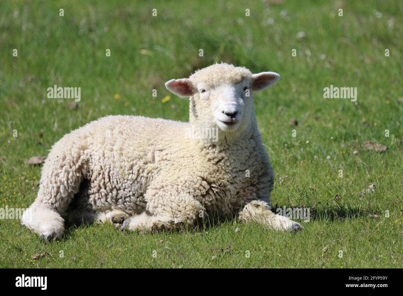 Romneyschaf / Romney sheep / Ovis Stock Photo - Alamy