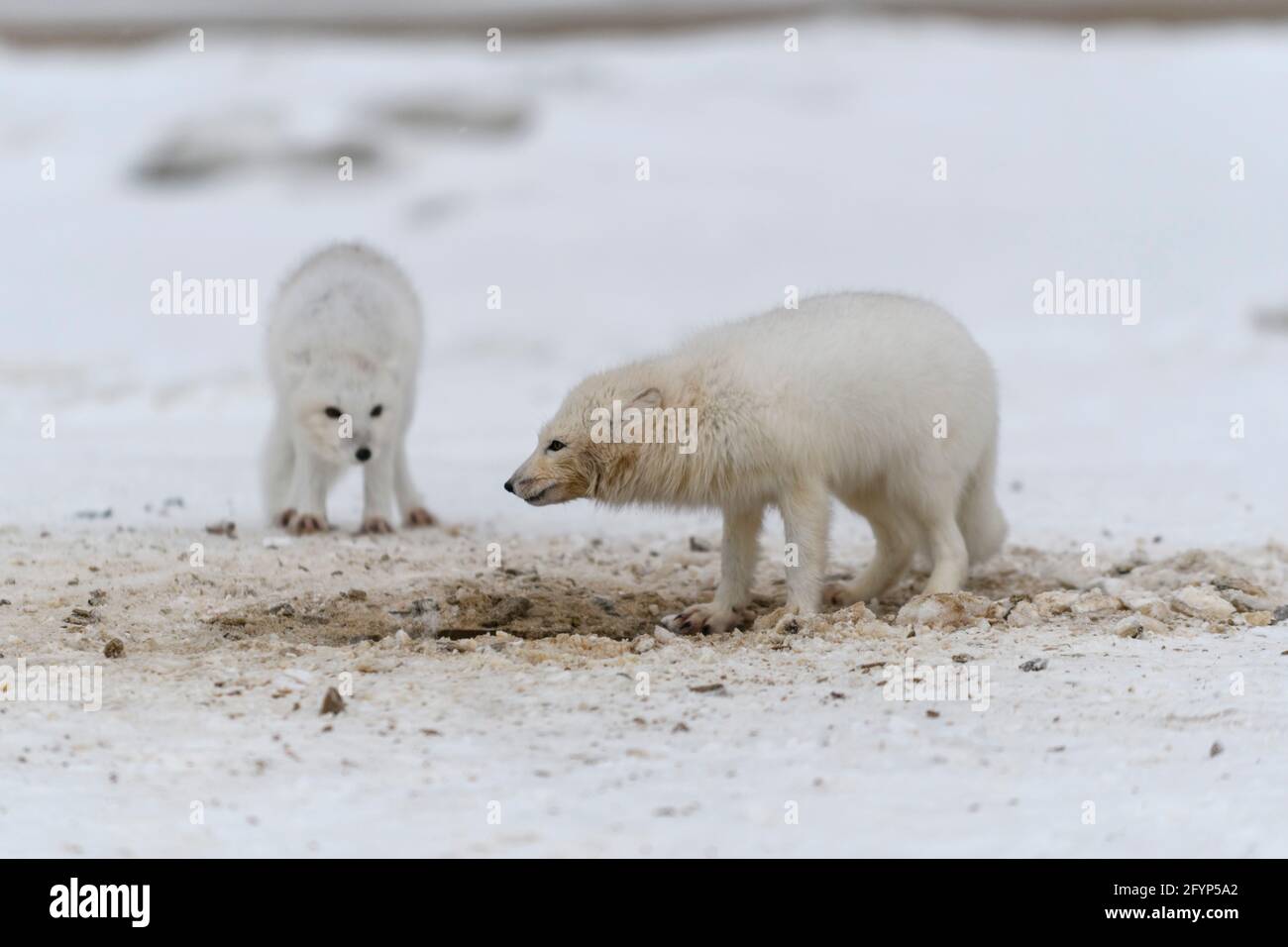 Wild arctic fox digging snow on the beach. White arctic fox looking for ...