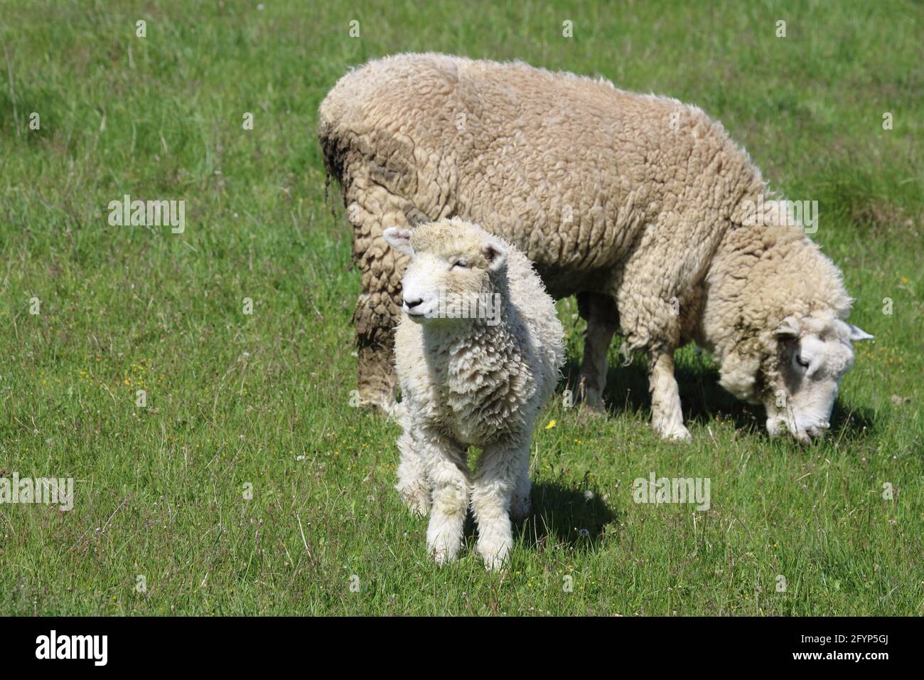 Romneyschaf / Romney sheep / Ovis Stock Photo - Alamy