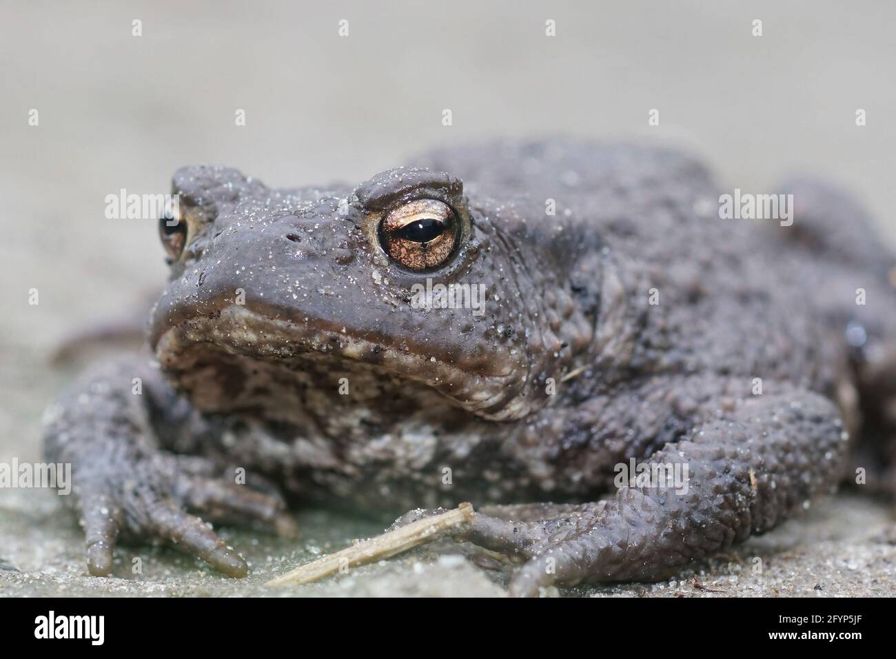 Closeup shot of a female European common toad in the garden Stock Photo ...