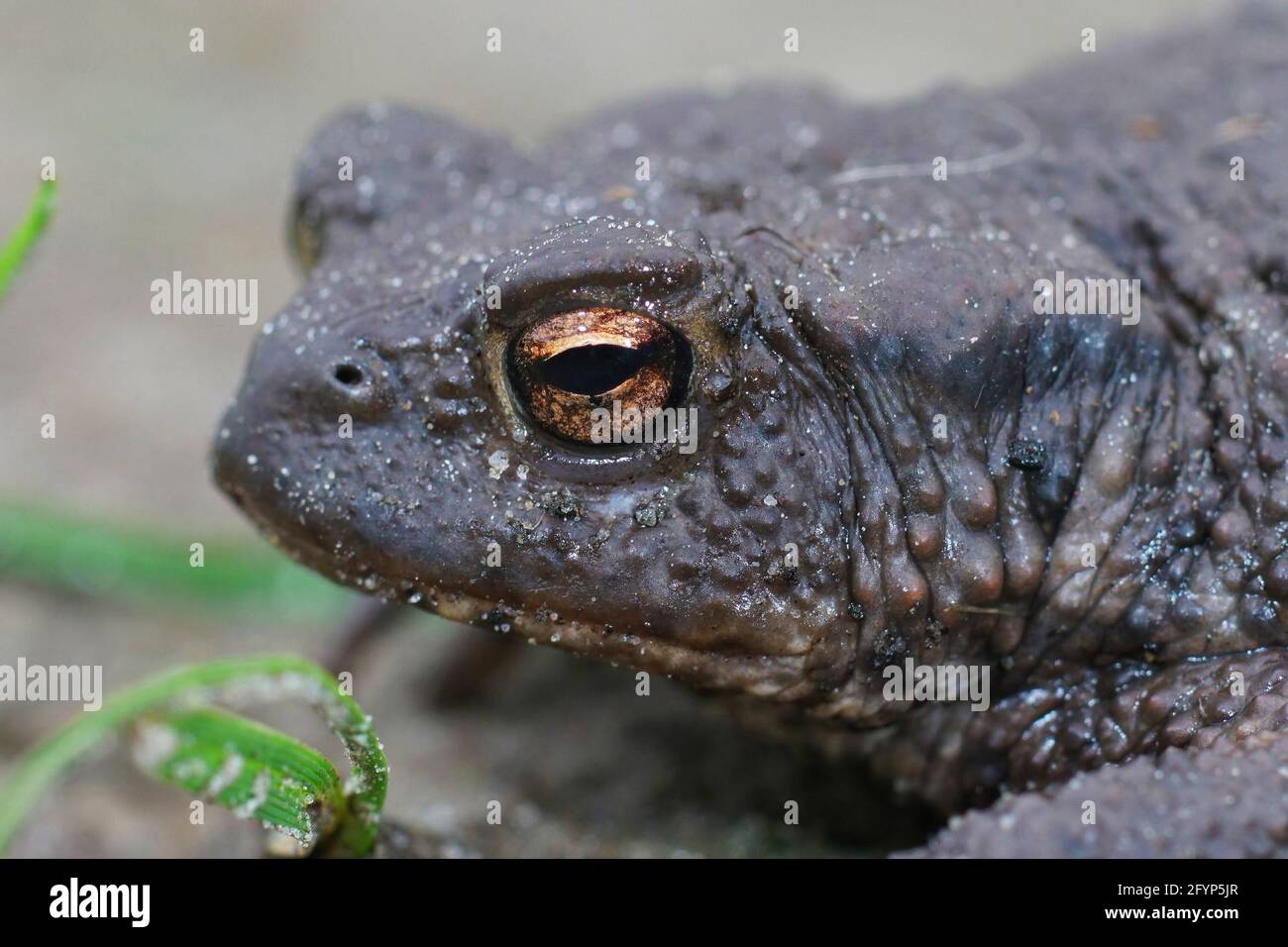 Big female frog hi-res stock photography and images - Alamy