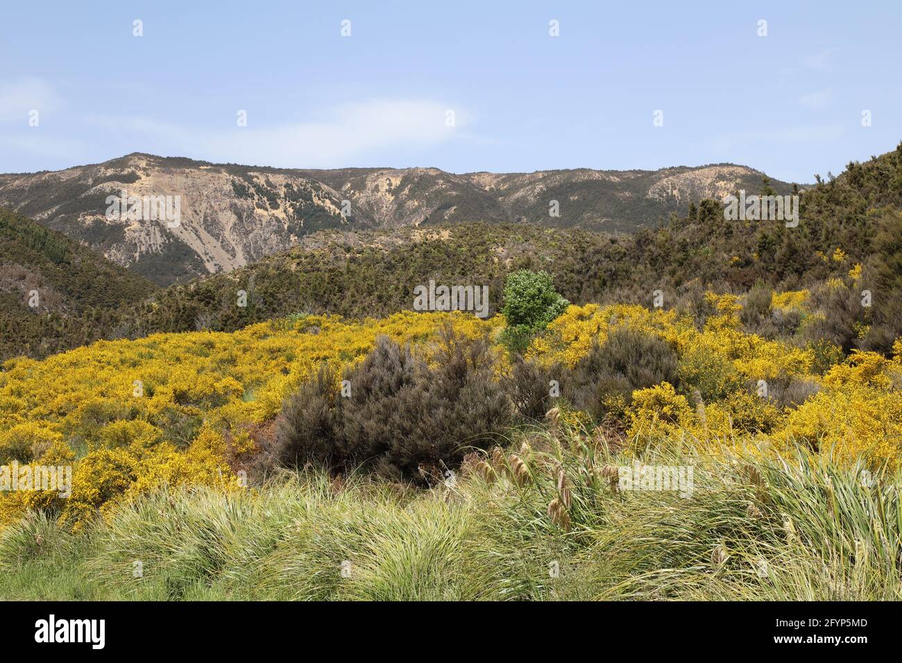 Neuseeland Kaweka Forest Park / New Zealand Kaweka Forest Park Stock ...