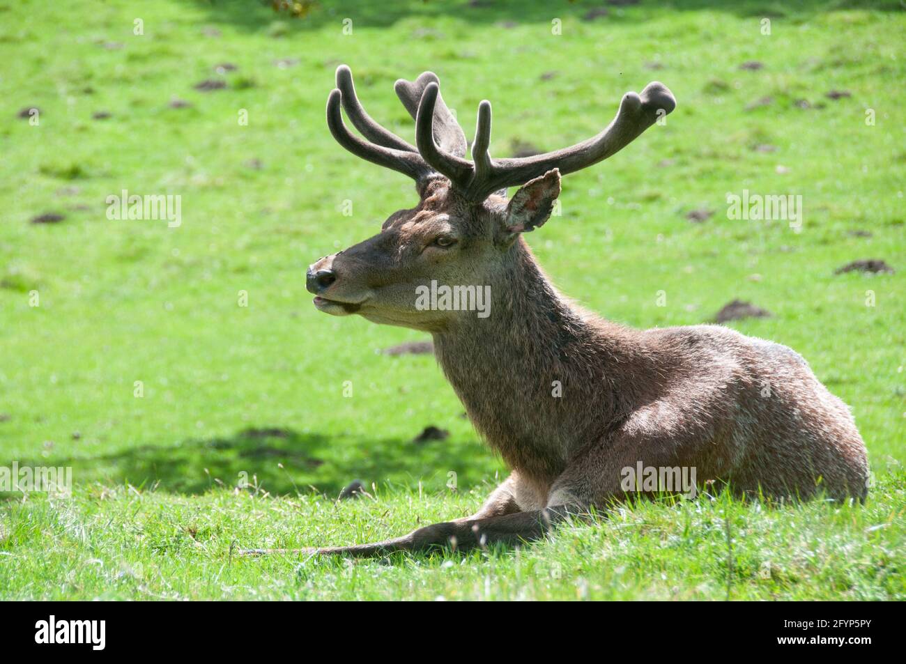 A day out in Tatton Park & Tatton Hall Gardens Stock Photo - Alamy