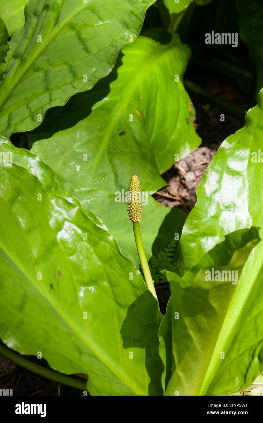 A day out in Tatton Park & Tatton Hall Gardens Stock Photo - Alamy