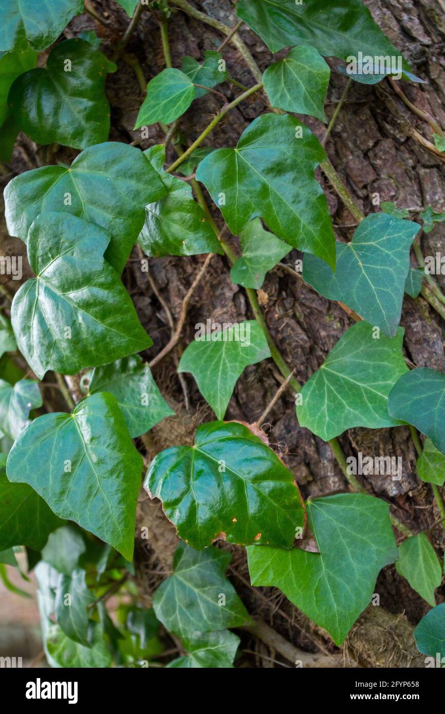 A fragment of a tree trunk with gray bark, covered with vines of juicy ...