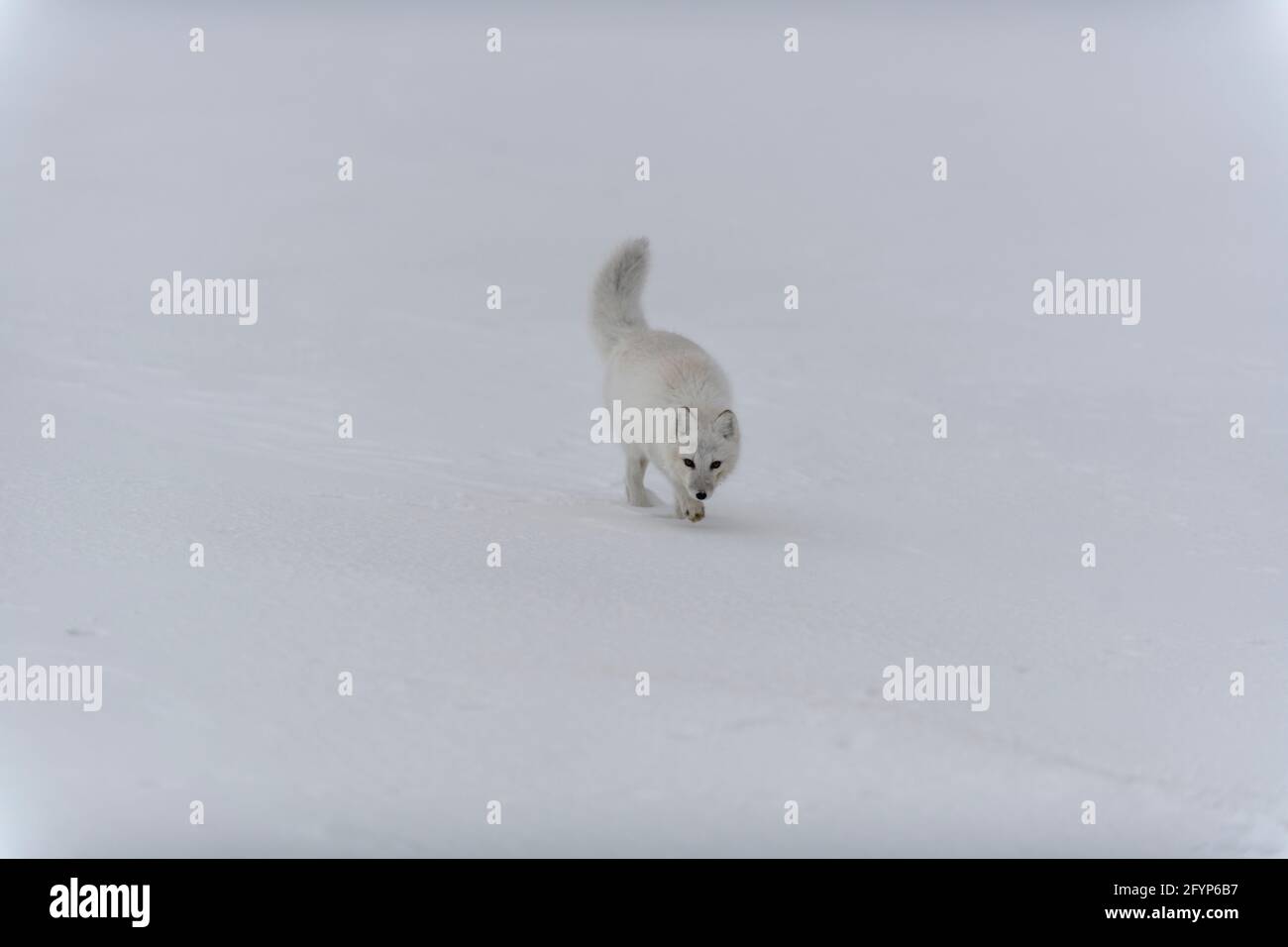 Happy arctic fox in winter tundra. Funny arctic fox Stock Photo - Alamy