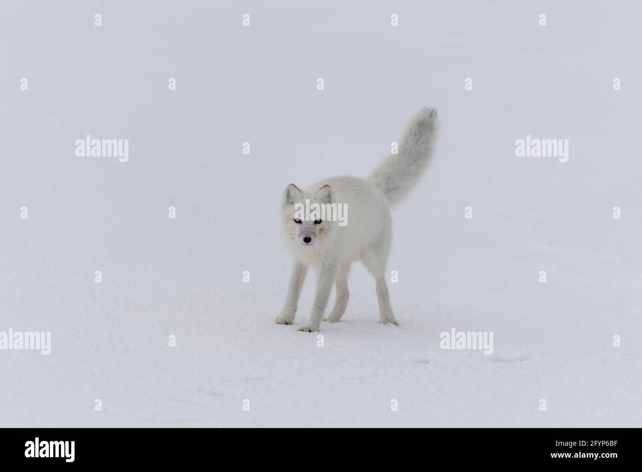 Happy arctic fox in winter tundra. Funny arctic fox Stock Photo - Alamy