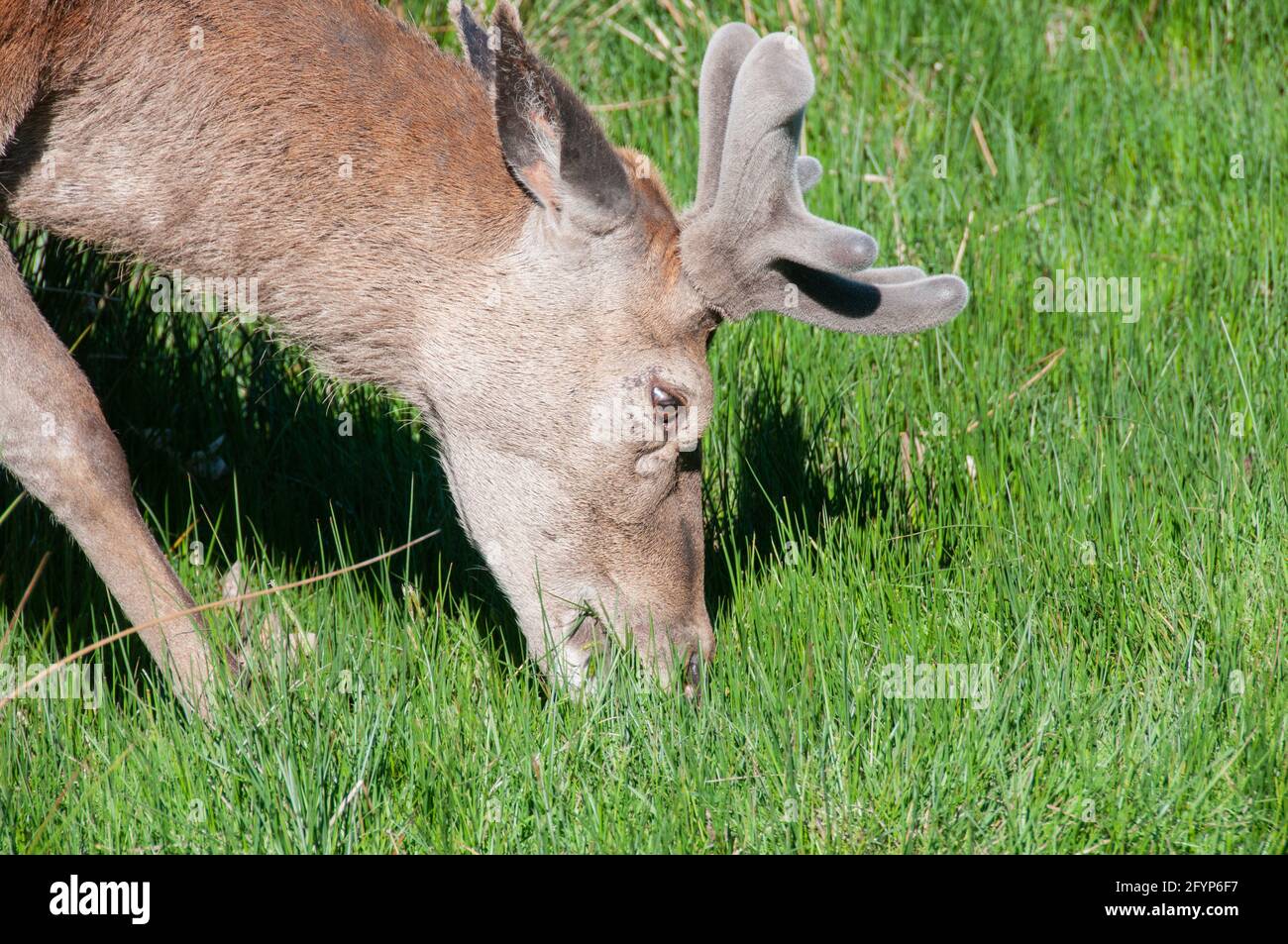 A day out in Tatton Park & Tatton Hall Gardens Stock Photo - Alamy