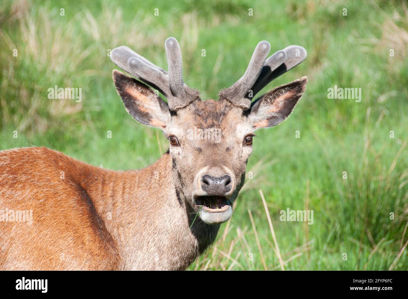 Tatton Hall Gardens High Resolution Stock Photography and Images - Alamy