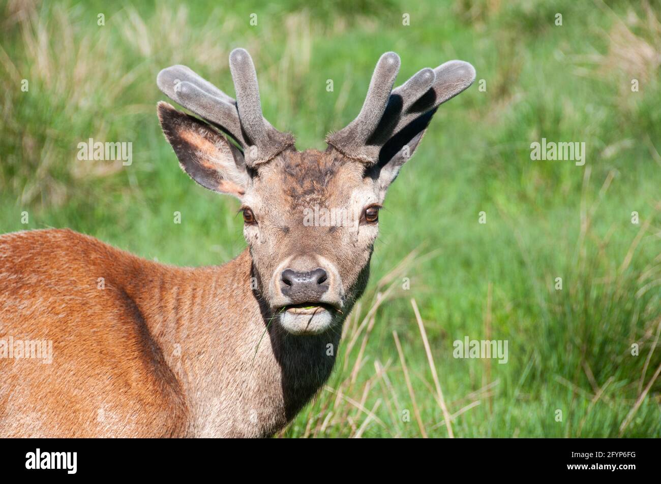 A day out in Tatton Park & Tatton Hall Gardens Stock Photo - Alamy