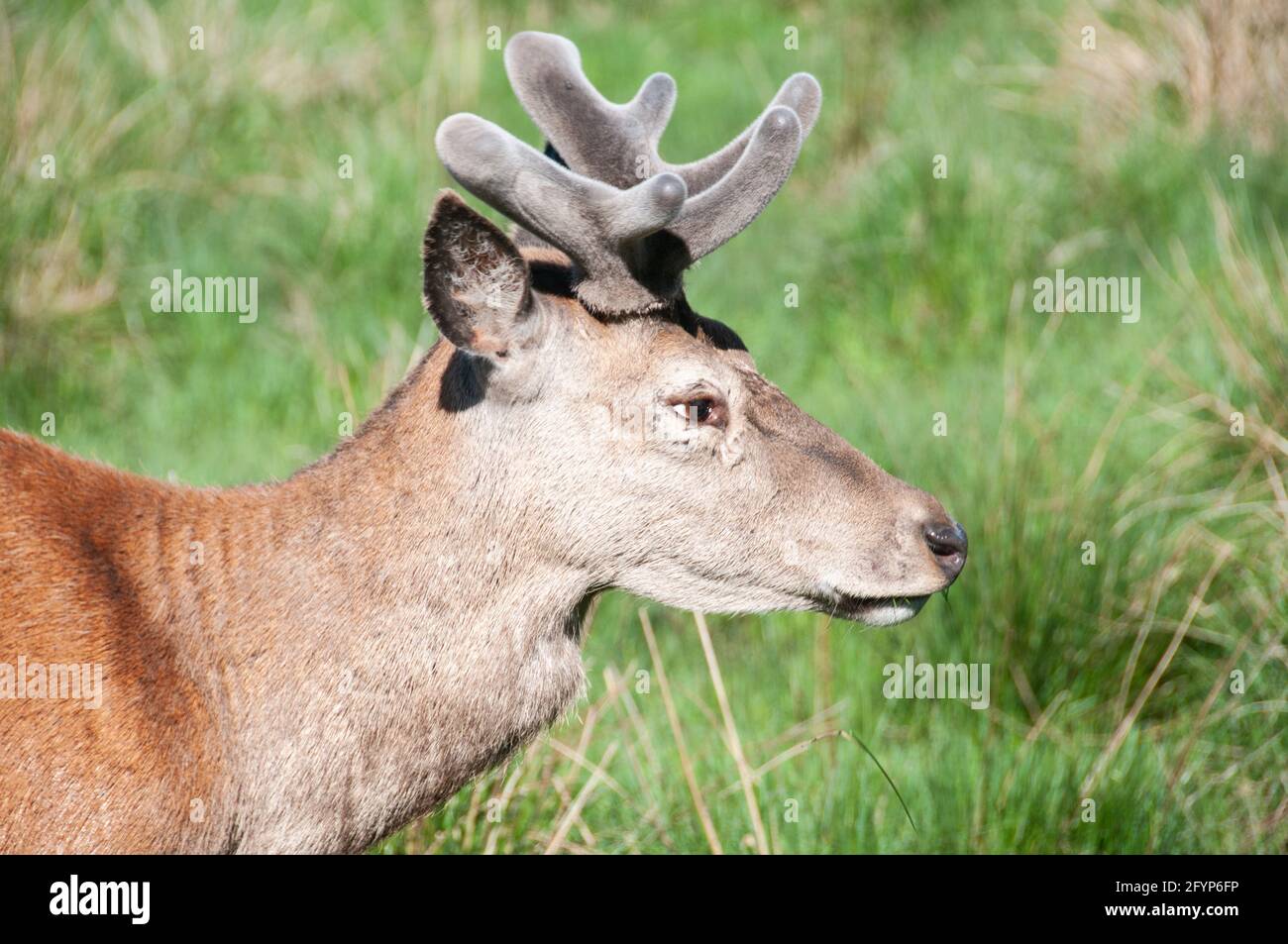 A day out in Tatton Park & Tatton Hall Gardens Stock Photo - Alamy