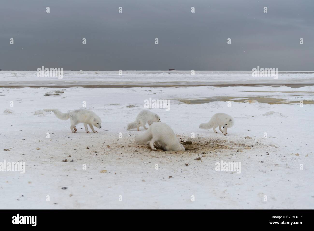 Wild arctic fox digging snow on the beach. White arctic fox looking for ...