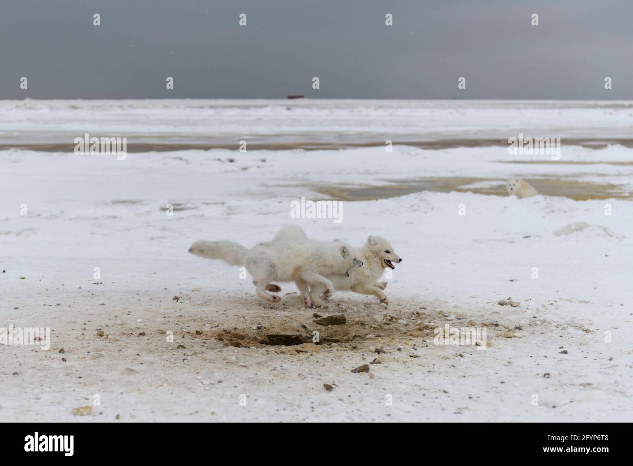 Wild arctic foxes fighting in tundra in winter time. White arctic fox ...
