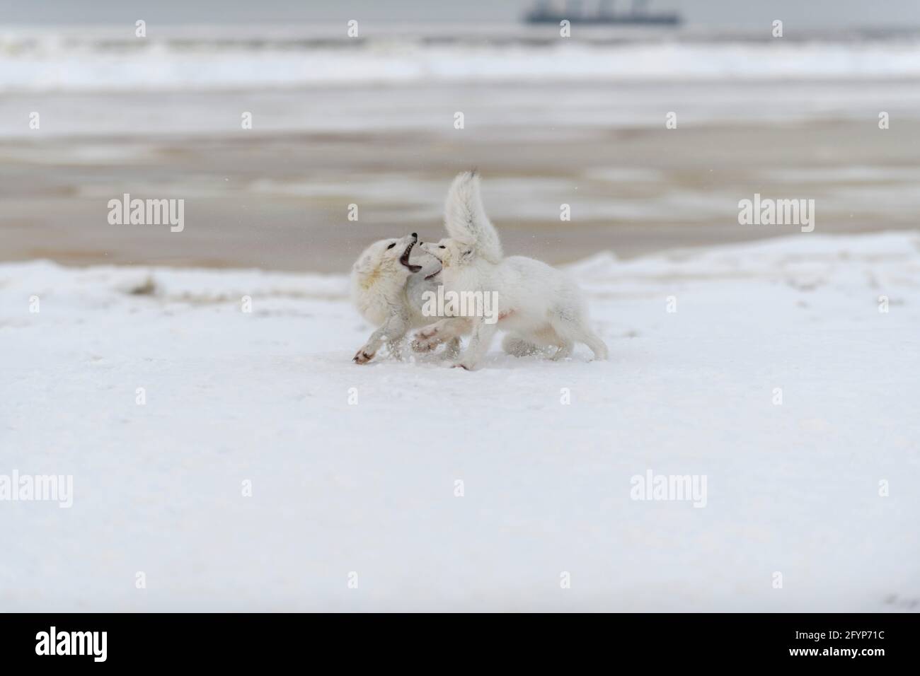 Wild arctic foxes fighting in tundra in winter time. White arctic fox ...