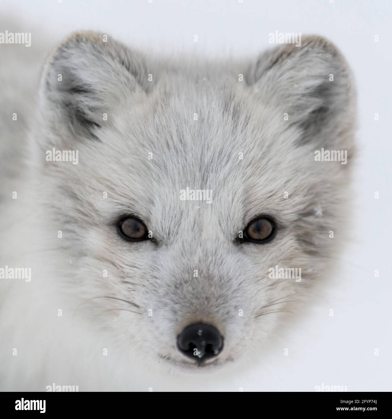 Wild arctic fox head. Arctic fox close up Stock Photo - Alamy