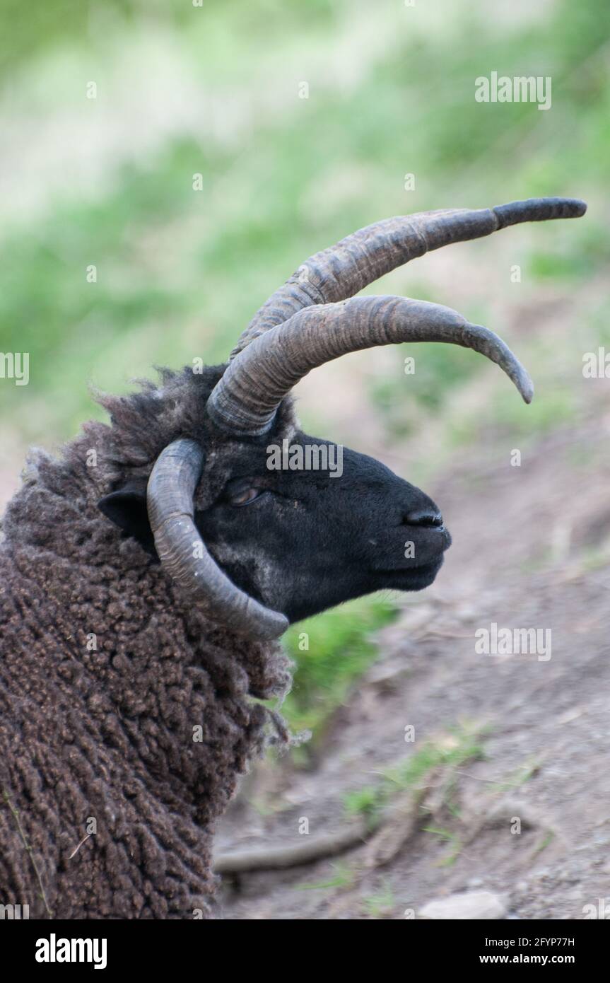 Two distinctive sheep hi-res stock photography and images - Alamy