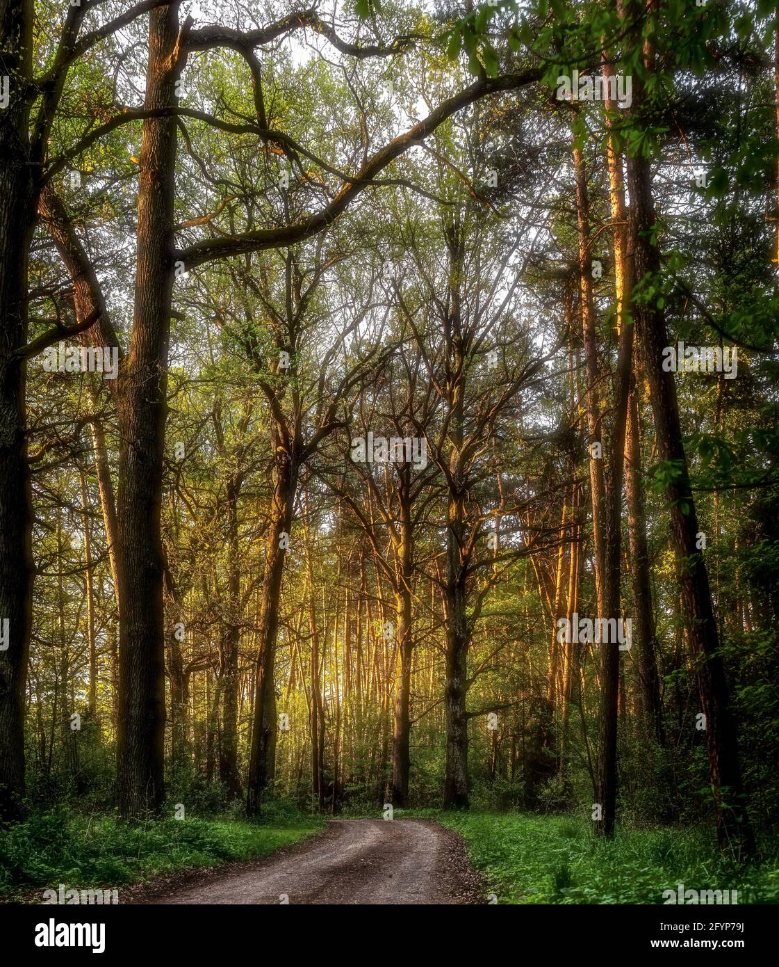 A vertical shot of a pathway surrounded by trees in a forest under the ...