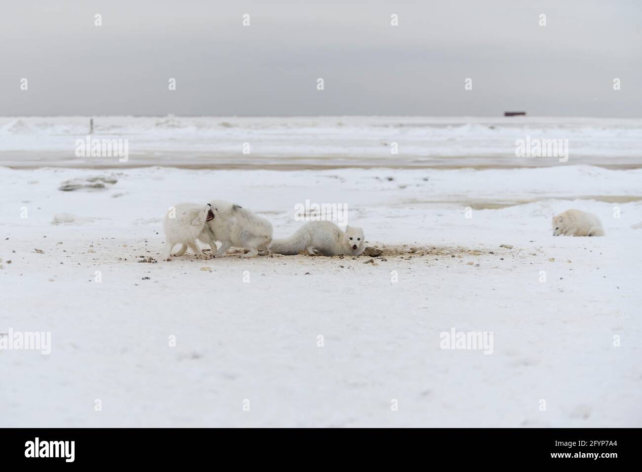 Wild arctic fox digging snow on the beach. White arctic fox looking for ...