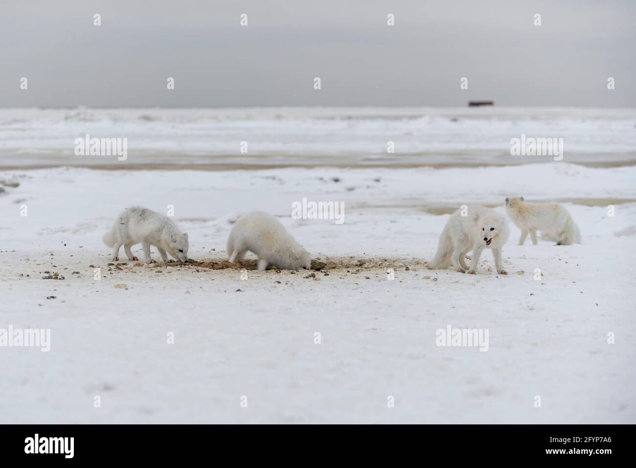 Wild arctic fox digging snow on the beach. White arctic fox looking for ...