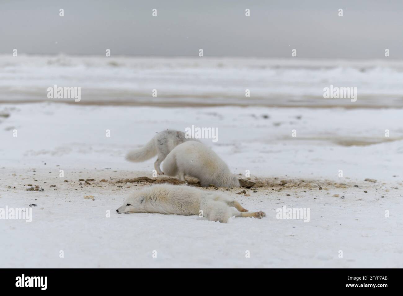 Wild arctic fox digging snow on the beach. White arctic fox looking for ...