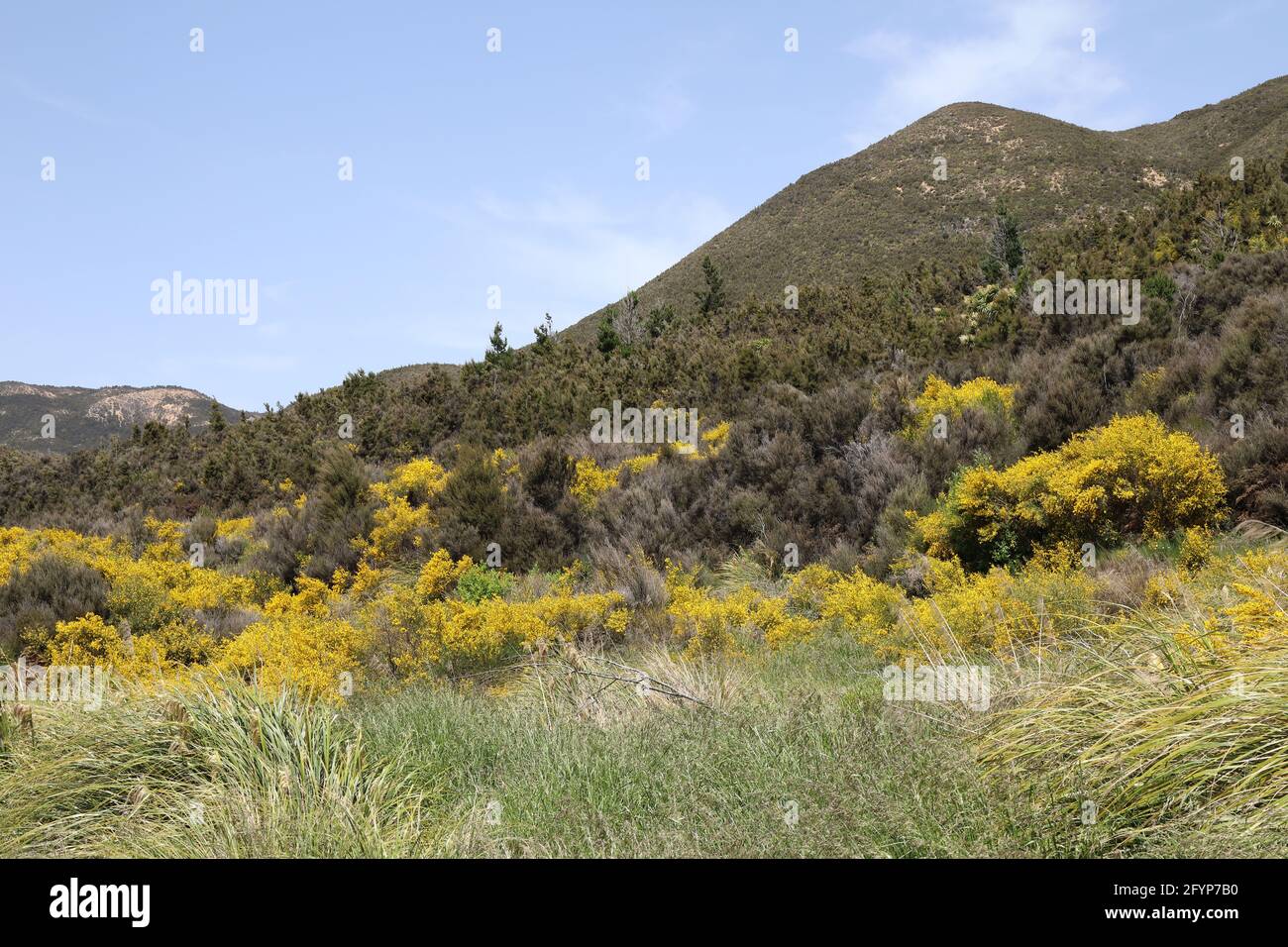 Kaweka forest park hi-res stock photography and images - Alamy
