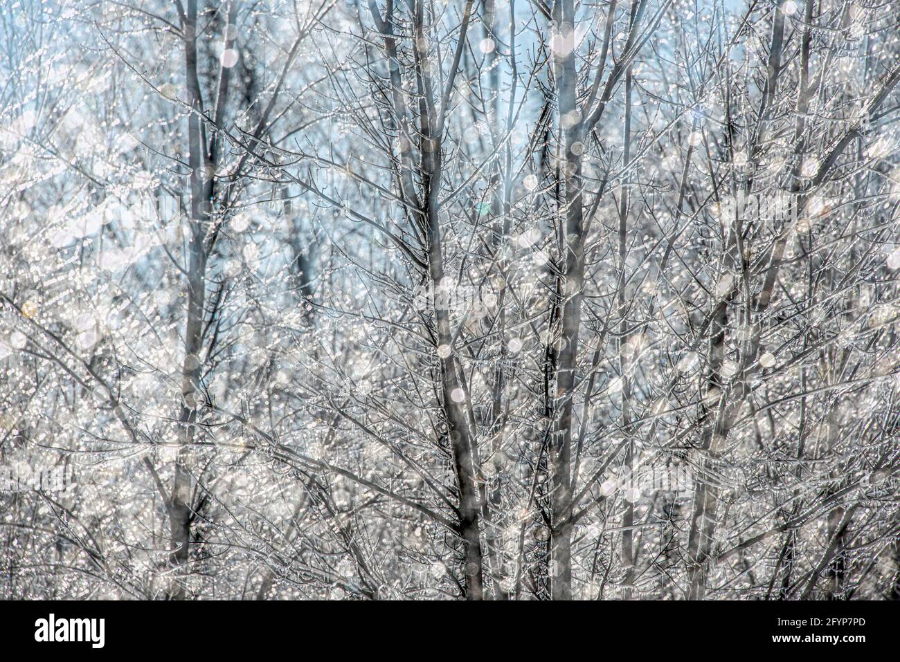 Ice covered trees with light refraction rainbows Stock Photo - Alamy