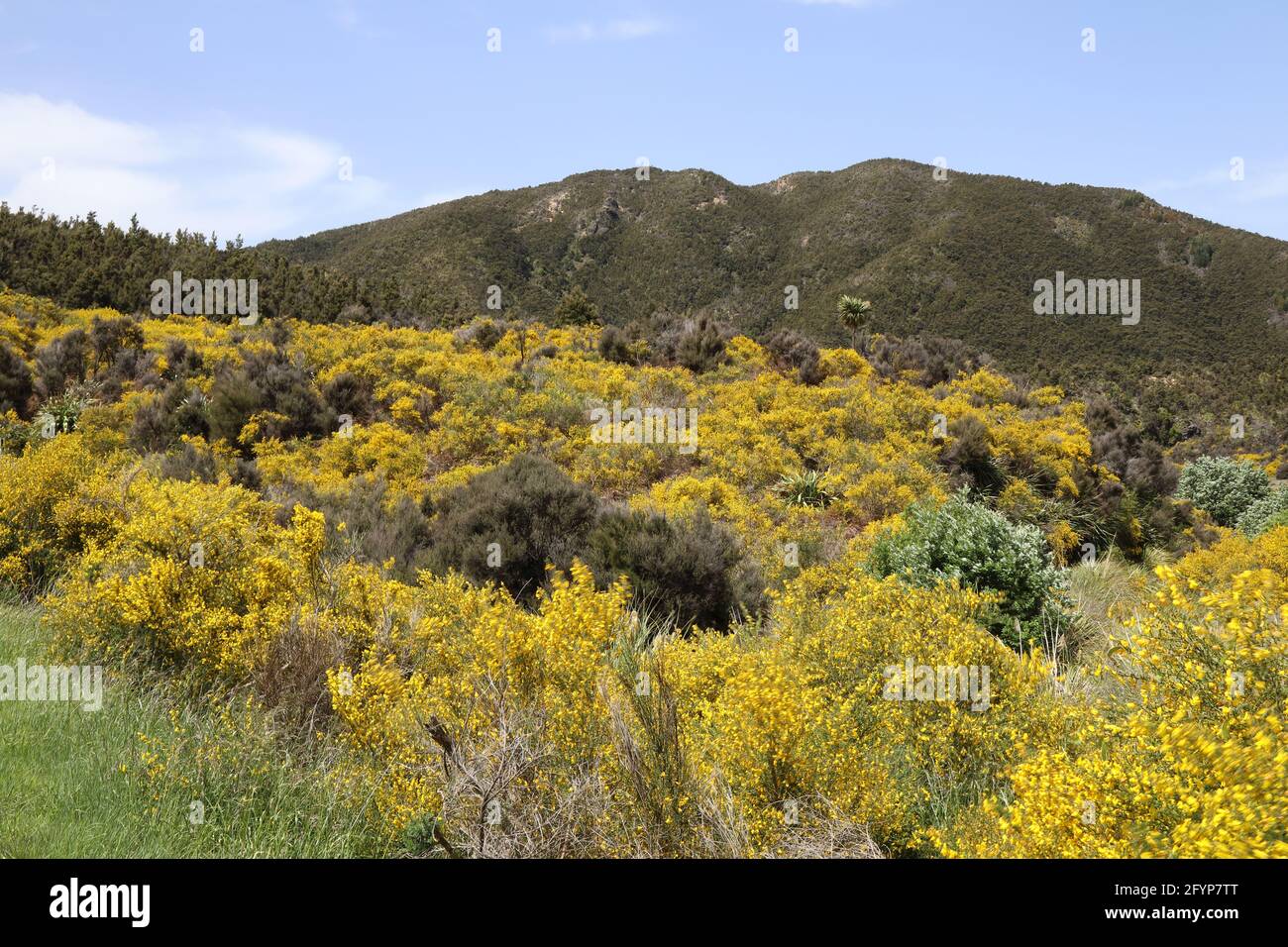 Neuseeland Kaweka Forest Park / New Zealand Kaweka Forest Park Stock ...