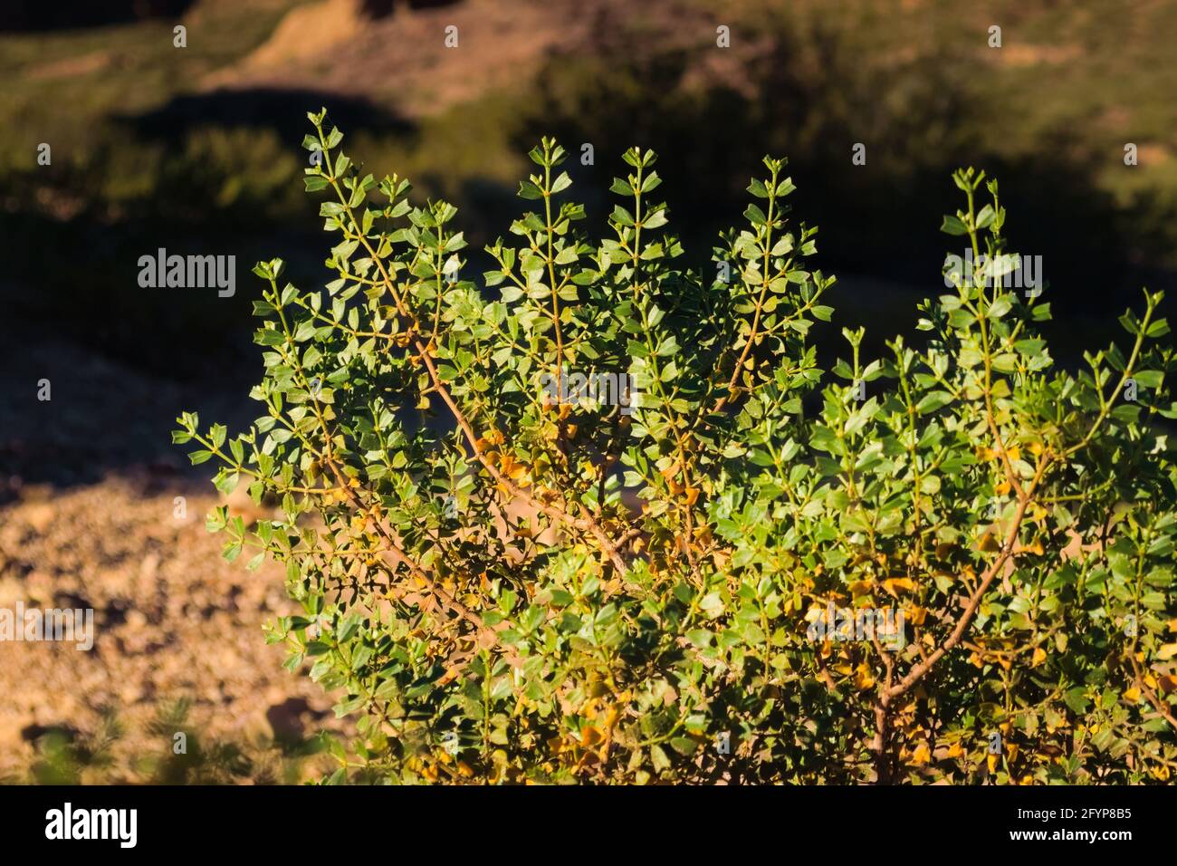 Shrub of Larrea Divaricata, locally known as Jarilla, in Uspallata ...