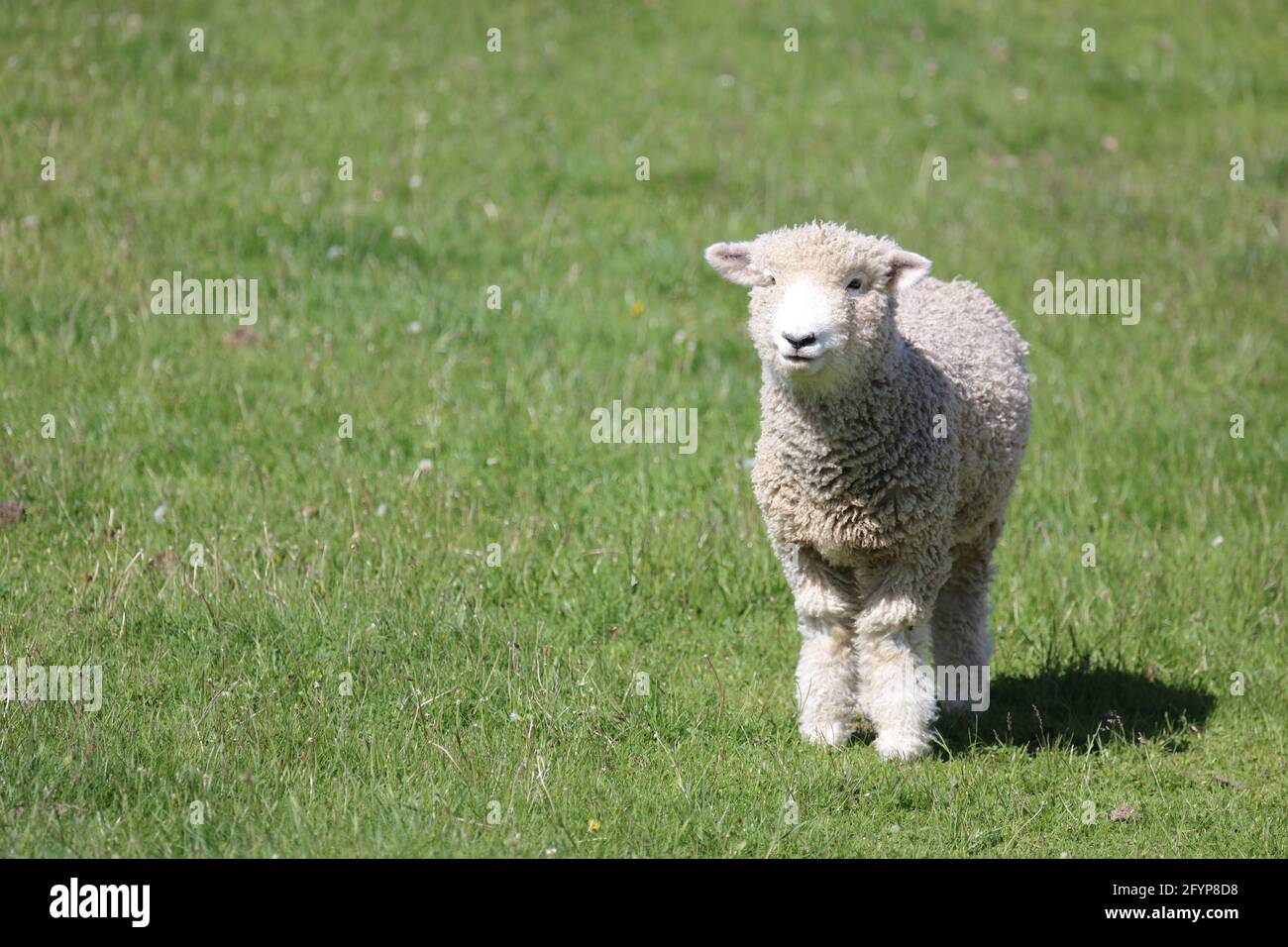 Romneyschaf / Romney sheep / Ovis Stock Photo - Alamy