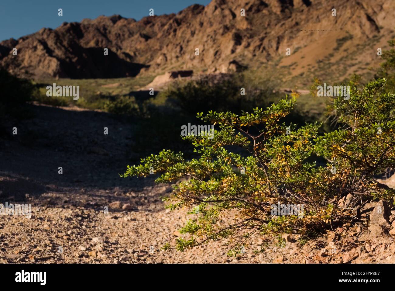 Shrub of Larrea Divaricata, locally known as Jarilla, in Uspallata ...