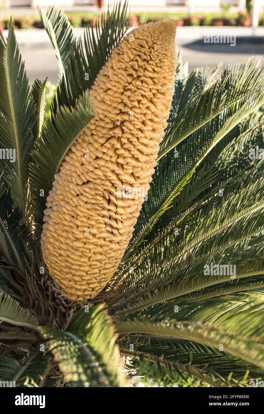Big orange flower of palm tree Stock Photo - Alamy