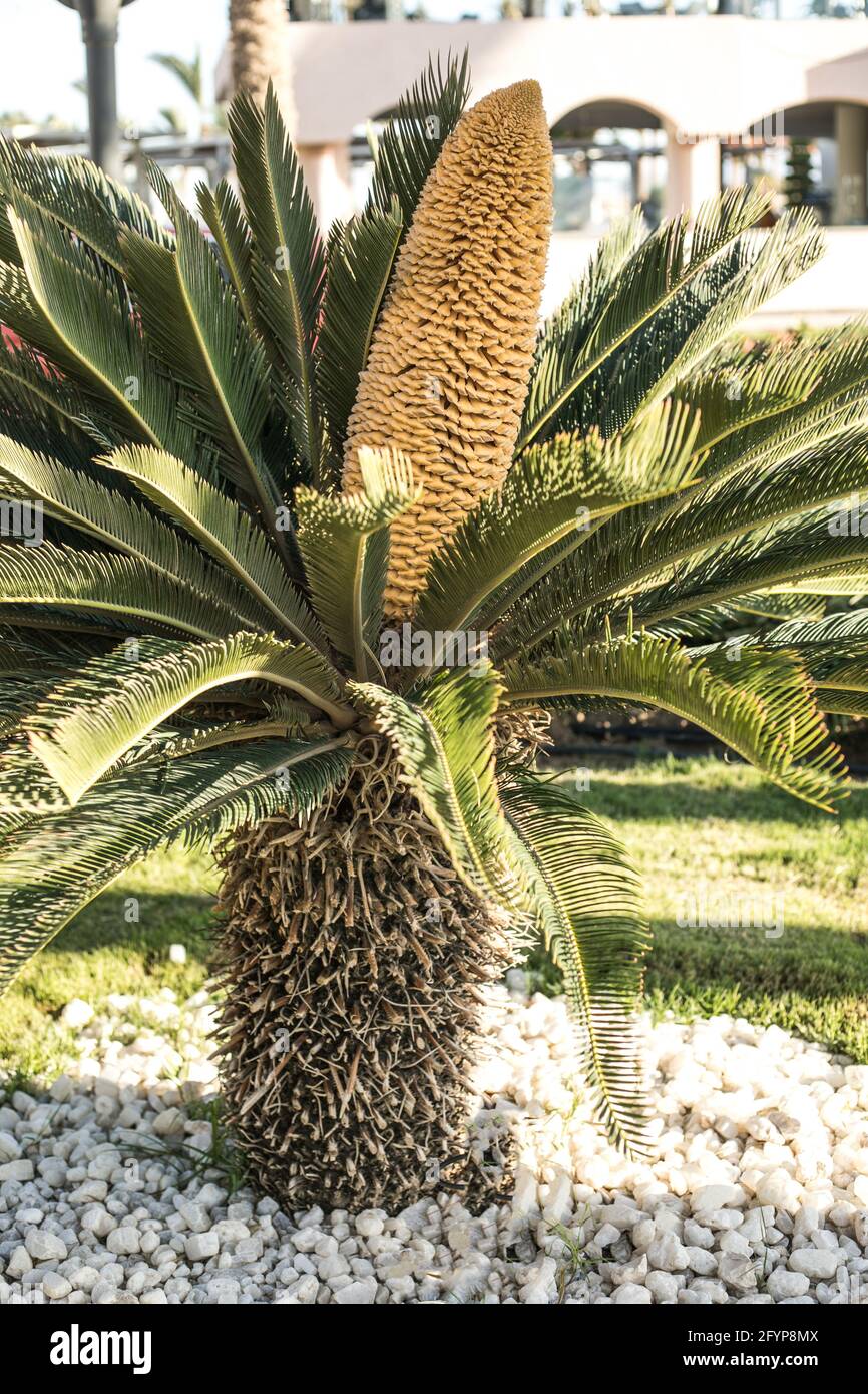 Big orange flower of palm tree Stock Photo - Alamy