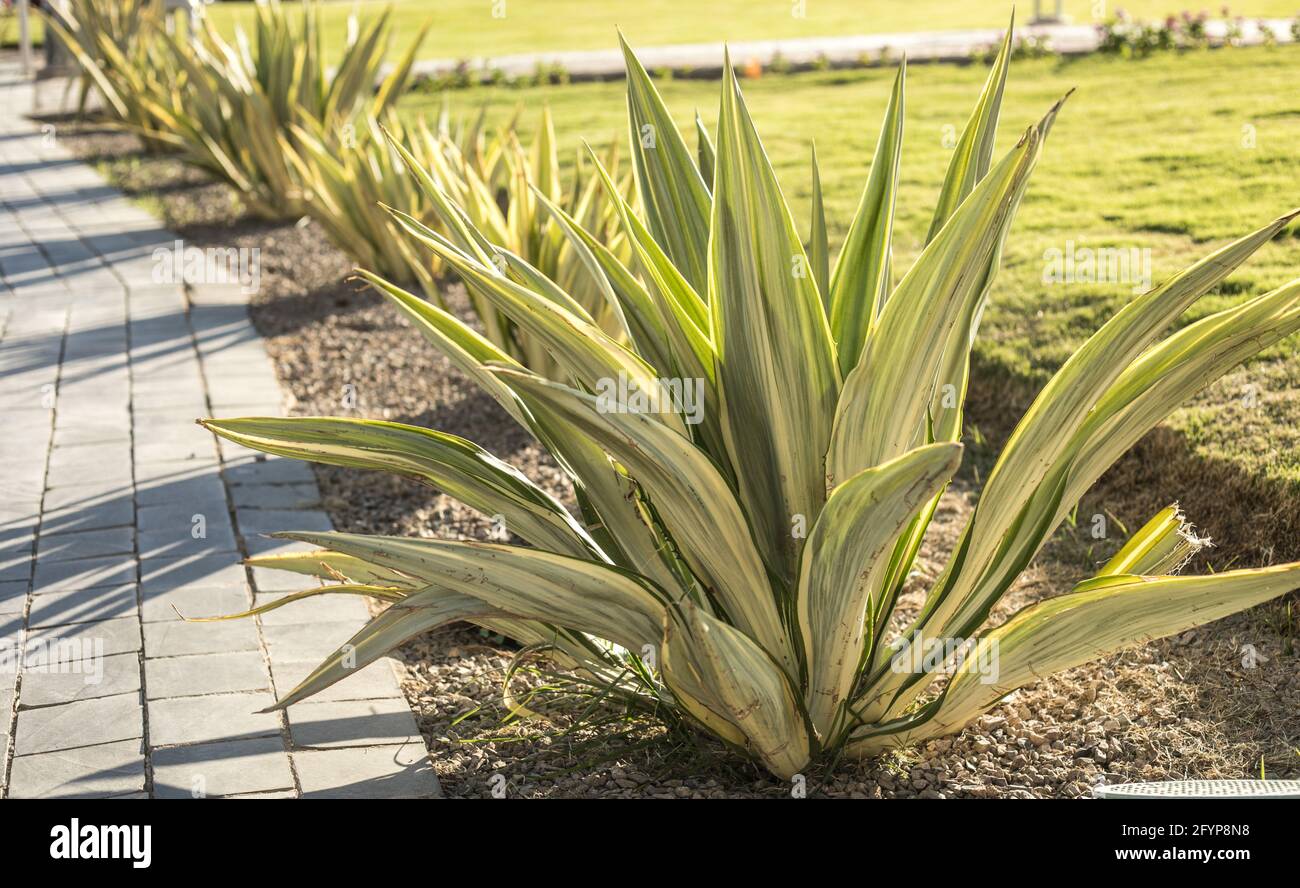 Agava is a genus of monocotyledonous plants of the subfamily Agave ...