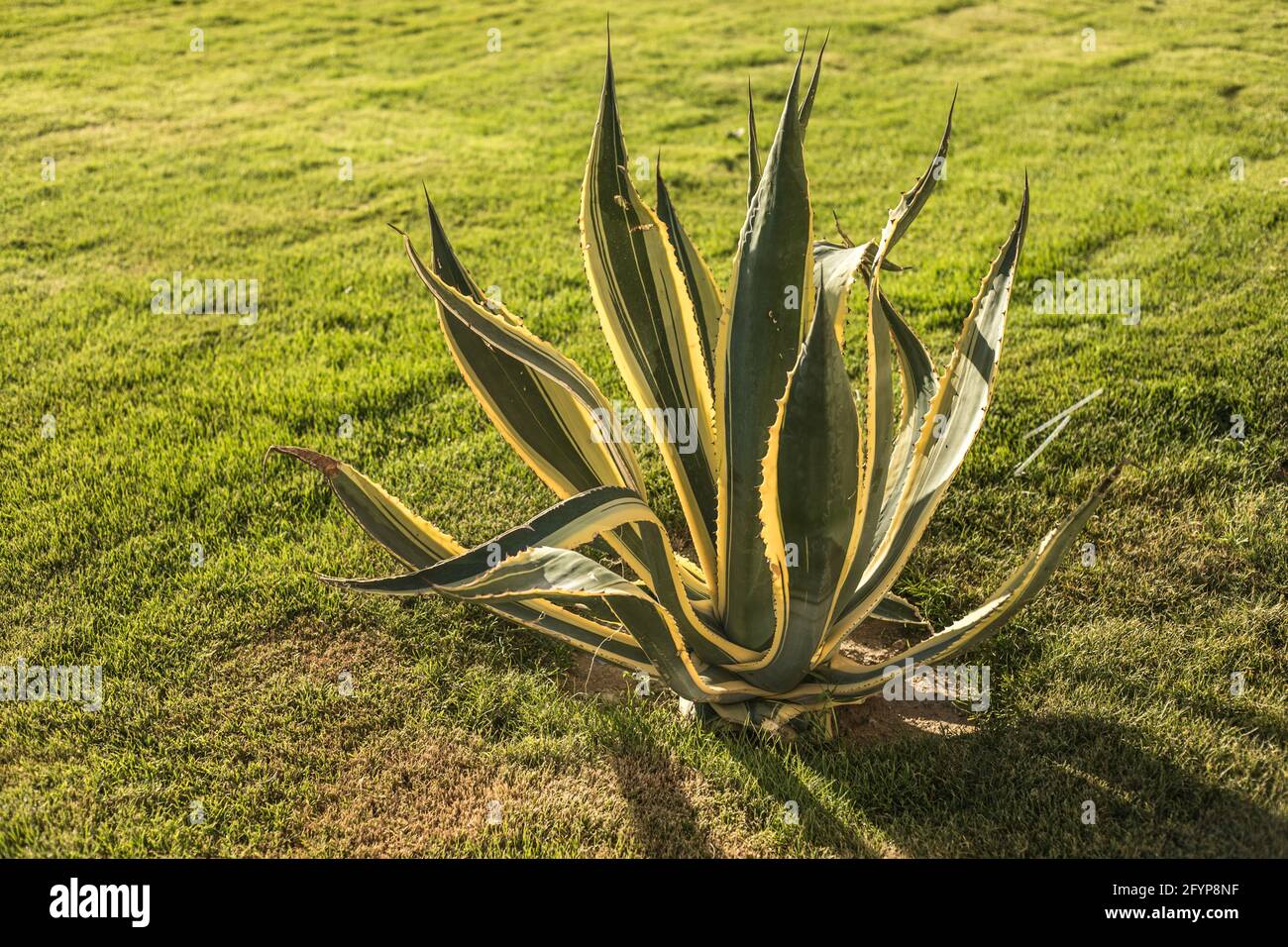 Agava is a genus of monocotyledonous plants of the subfamily Agave ...