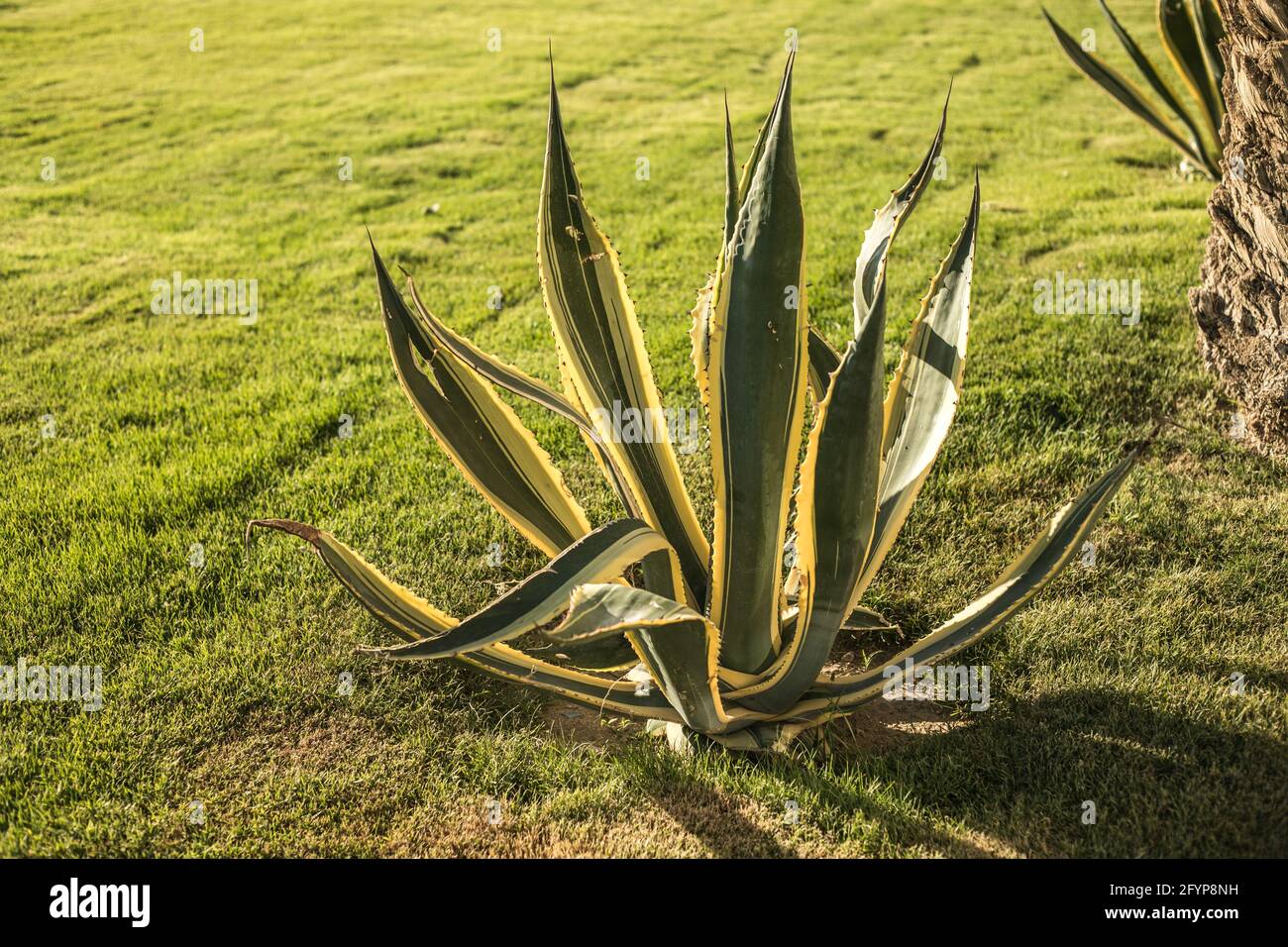 Agava is a genus of monocotyledonous plants of the subfamily Agave ...