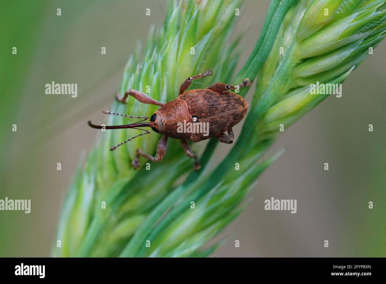 Macro shot of a small European carpophagous weevil, Curculio glandium ...