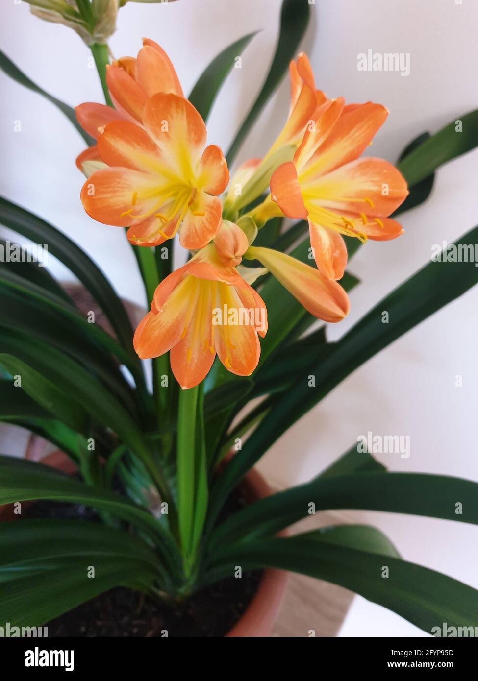 Selective focus of orange clivia flowers on a small clay pot Stock ...