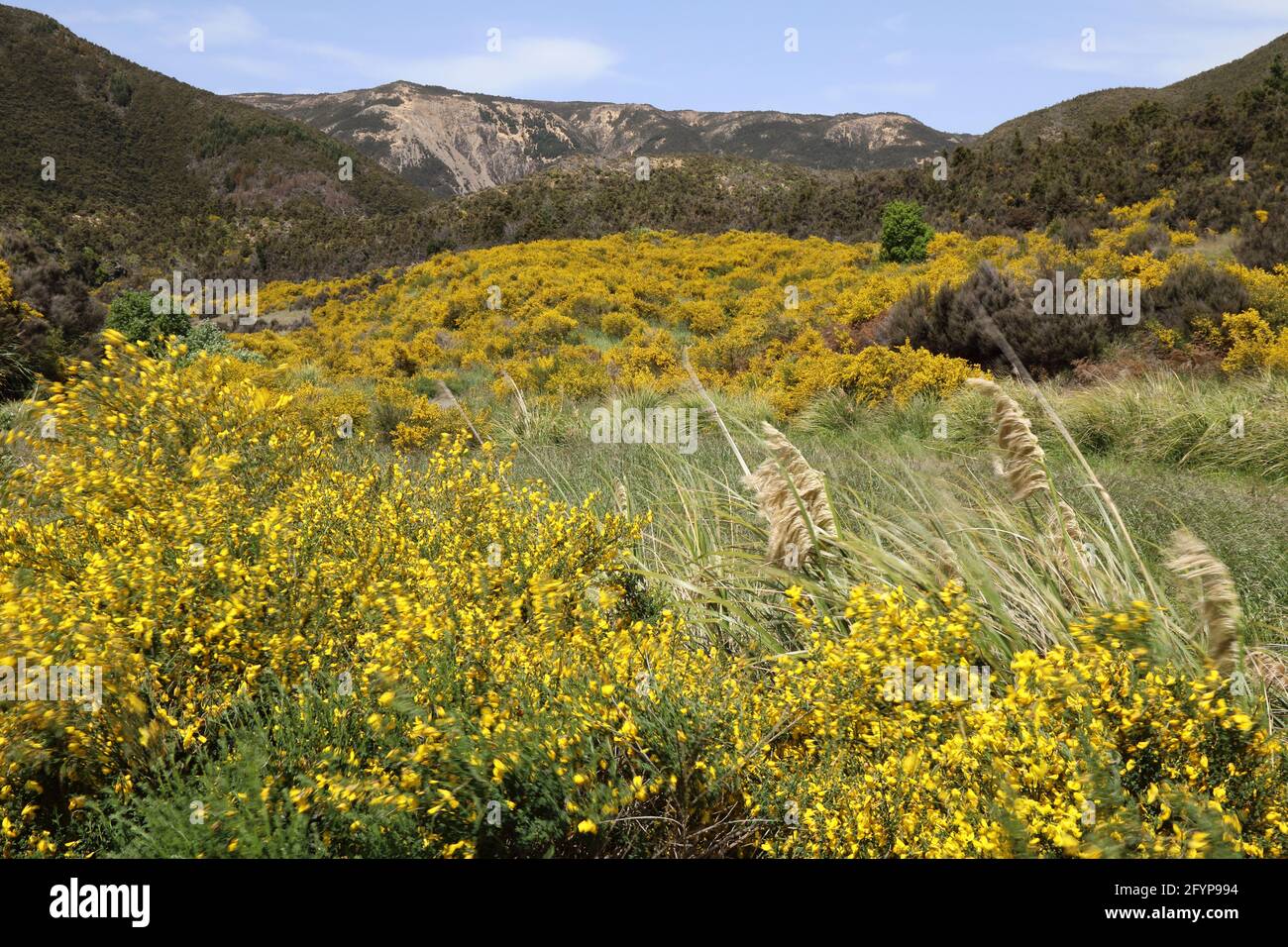 Kaweka forest park hi-res stock photography and images - Alamy
