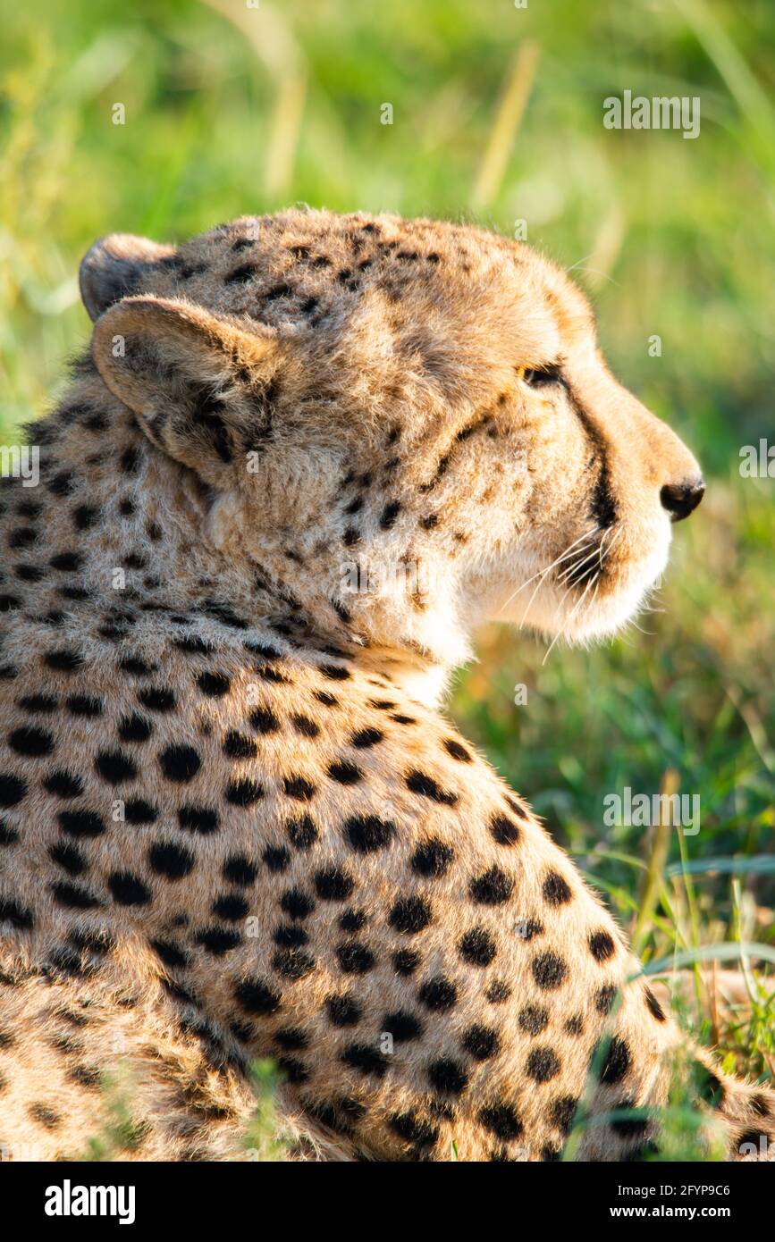 Safari animals pattern hi-res stock photography and images - Alamy