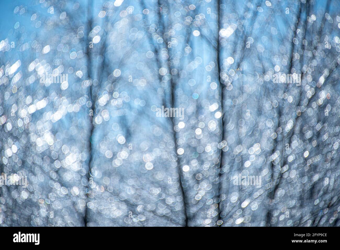 Ice covered trees with light refraction rainbows Stock Photo - Alamy