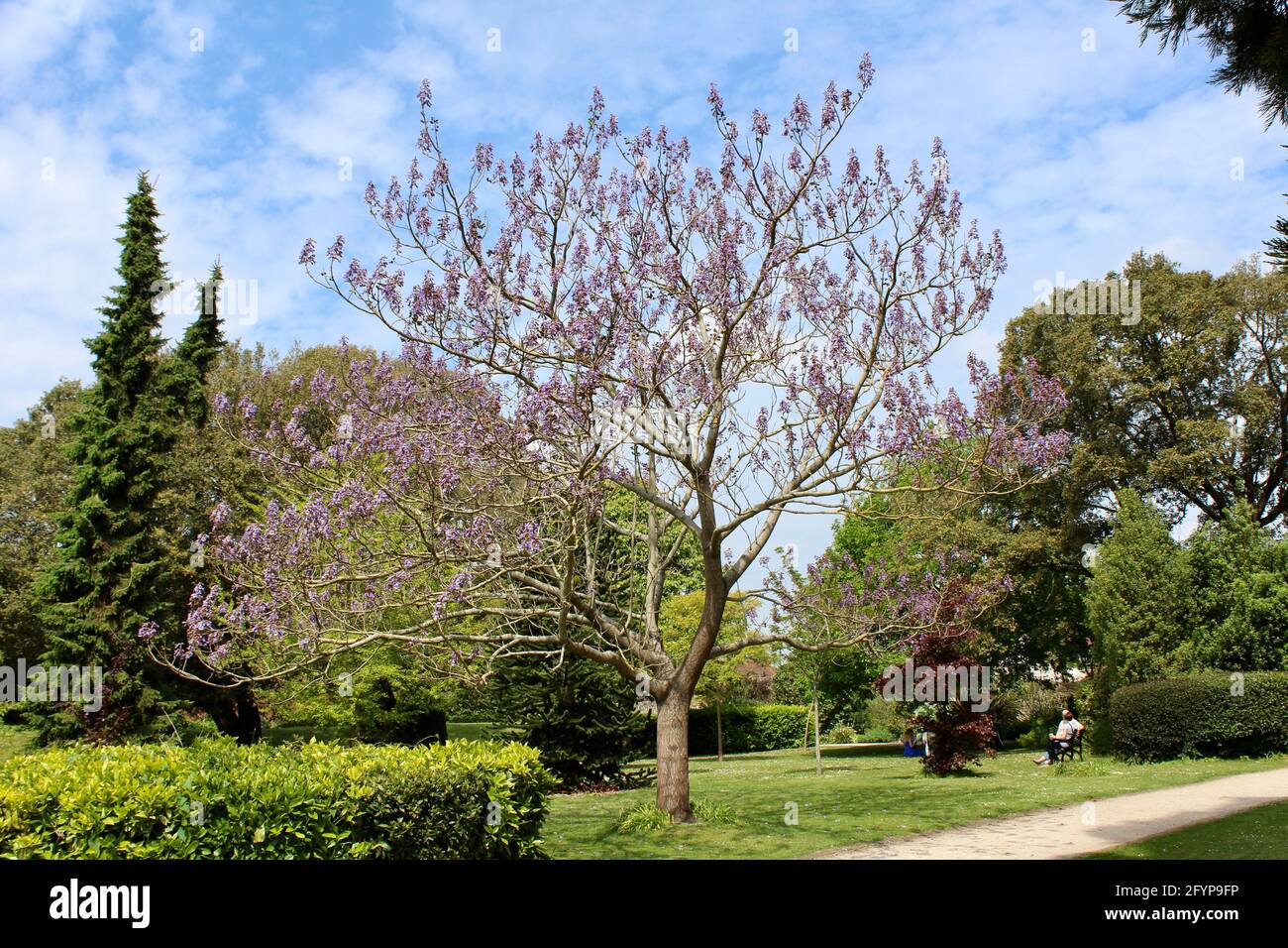 Foxglove tree hi-res stock photography and images - Alamy